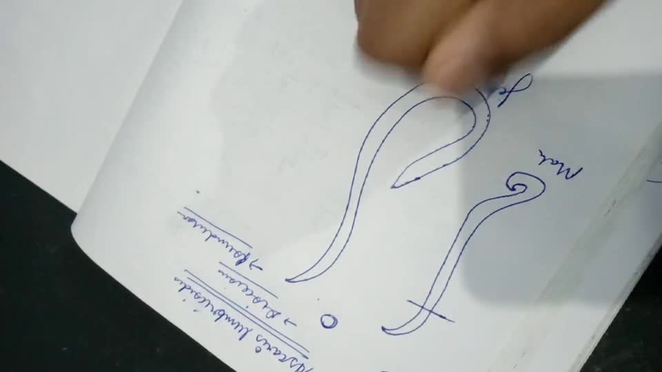 Decribe the structure and life cycle of Ascaris lumbricoides with the hel..