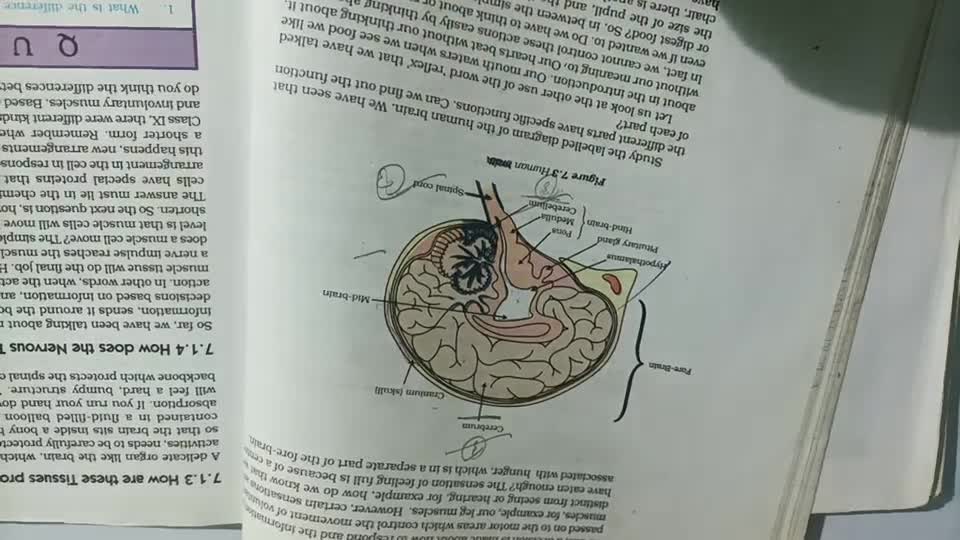 Explain and draw a well labeled diagram of brain | Filo