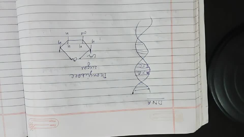 Structurak difference between DNA AND RNA | Filo