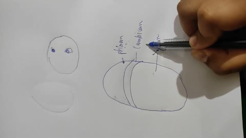 20. Conjoint, collateral and open vascular stem bundles are found in:lea..