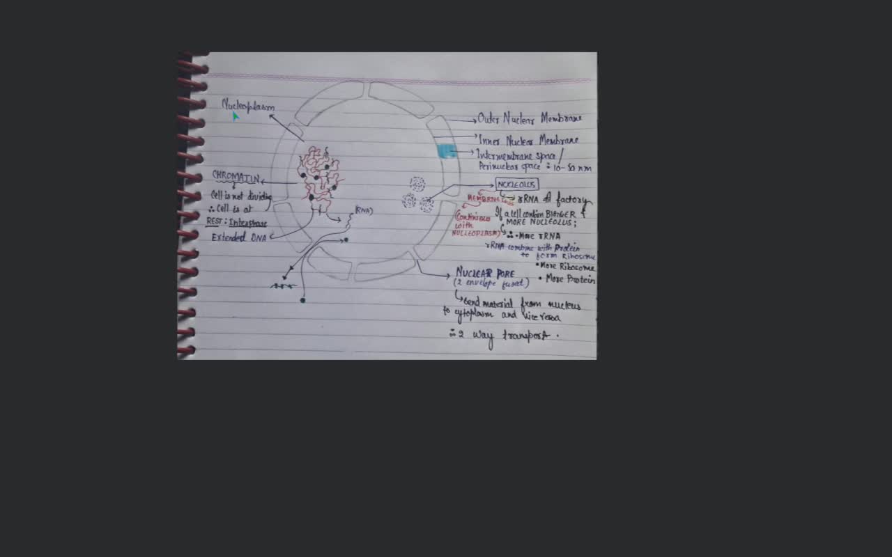 NucleoplasmCHROMATINCell is not dividingCell is atREST: InterphaseEx..